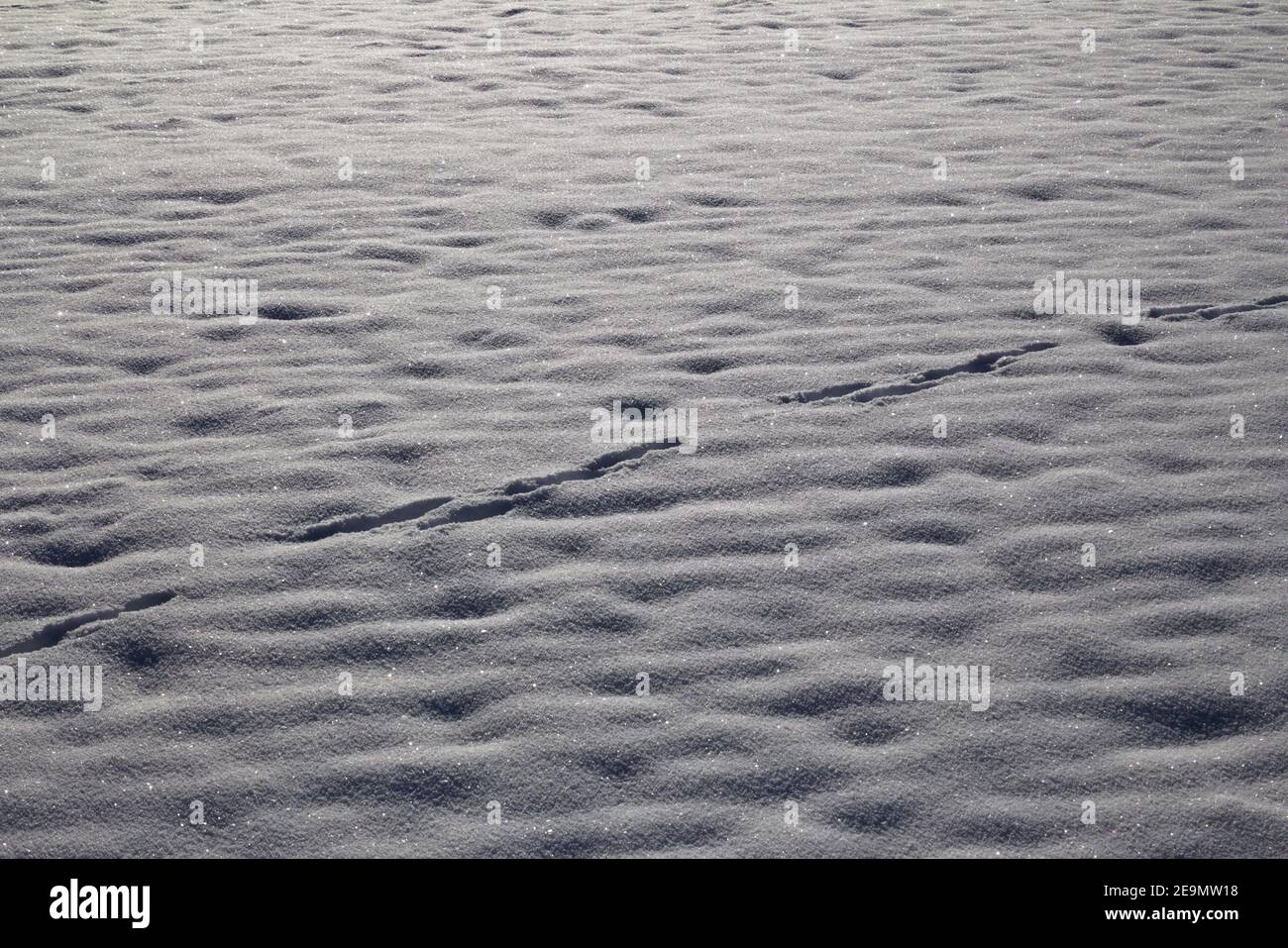Rabbit tracks in snow hi-res stock photography and images - Alamy