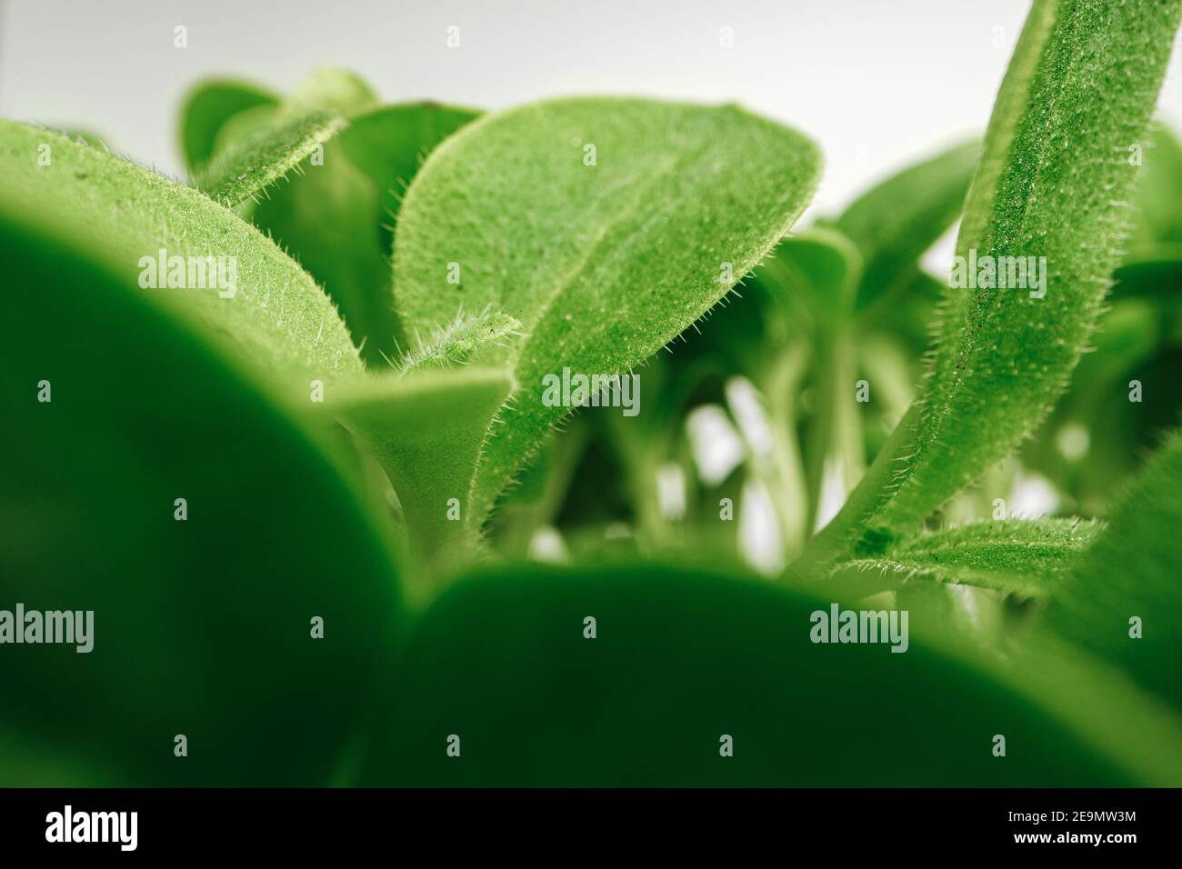 Growing leaves of micro green plant macro Stock Photo - Alamy
