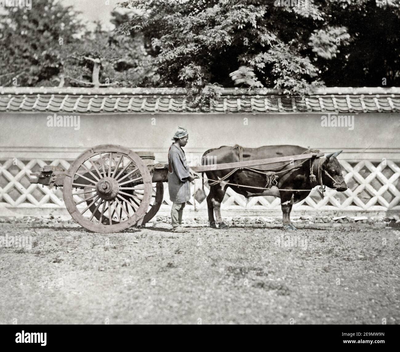 Late 19th century photograph - Bullock Cart, Japan Stock Photo - Alamy