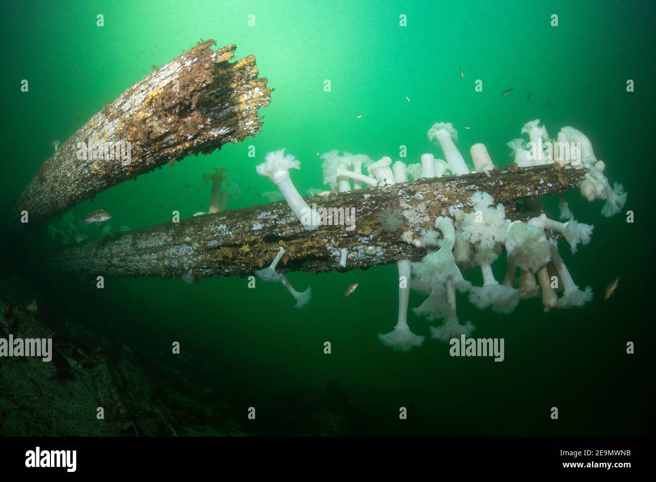 Puget sound underwater hi-res stock photography and images - Alamy