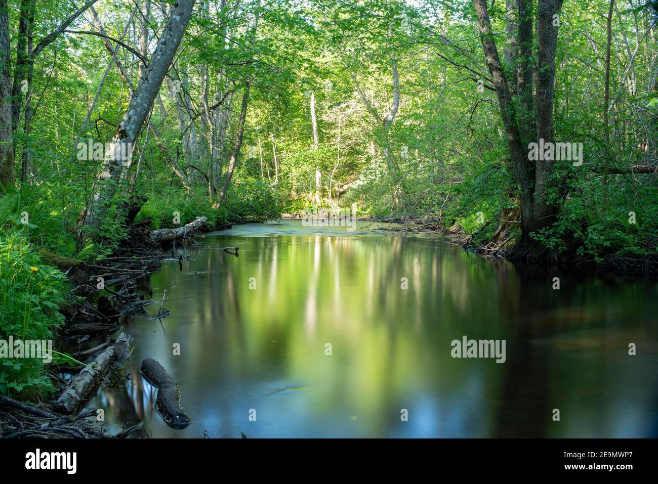 Stunning reflecting Water in Taberg River in Rural wild Lush Forest ...