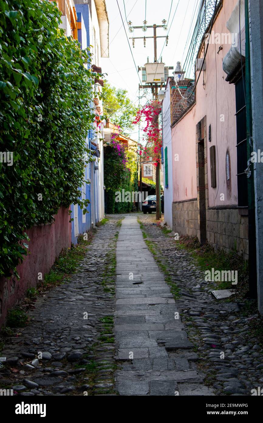 Colorful Hispanic houses and trees in alleys from Mexico City Stock ...