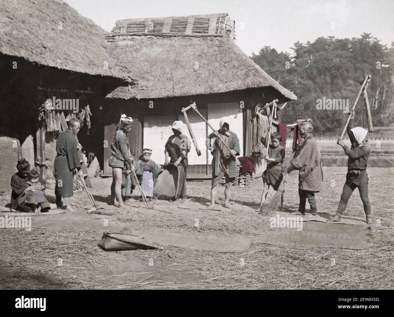 Late 19th century photograph - Threshing rice, Japan Stock Photo - Alamy