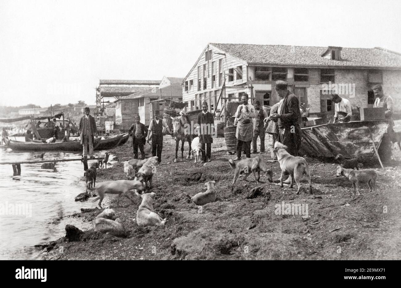 Late 19th century photograph - Men and dogs by the water with boats ...