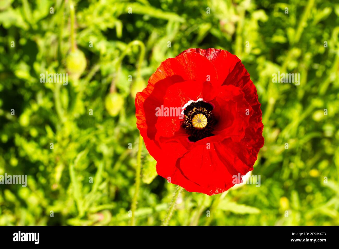 Single scarlet poppy in middle hi-res stock photography and images - Alamy