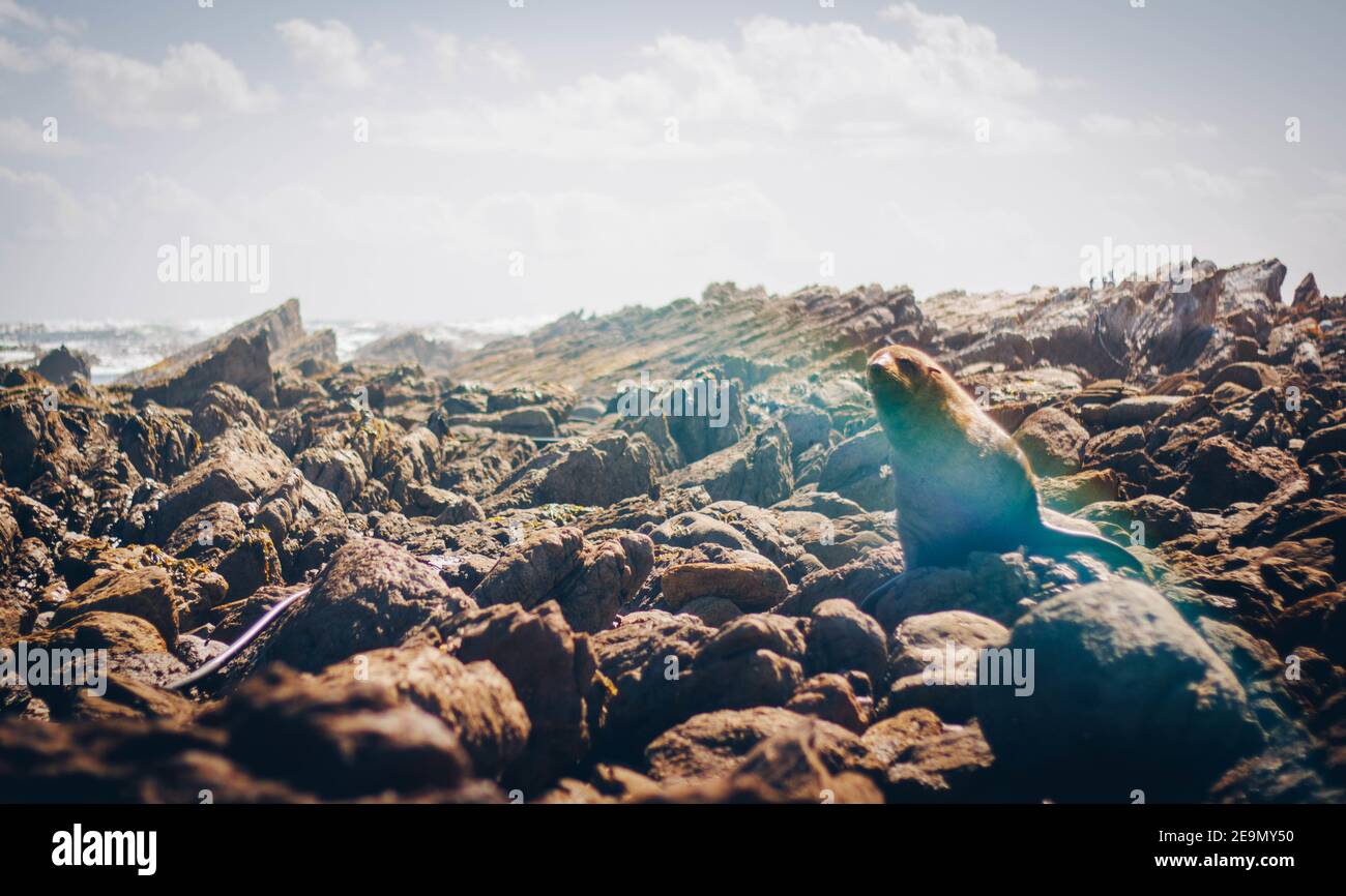 Lion pile hi-res stock photography and images - Alamy