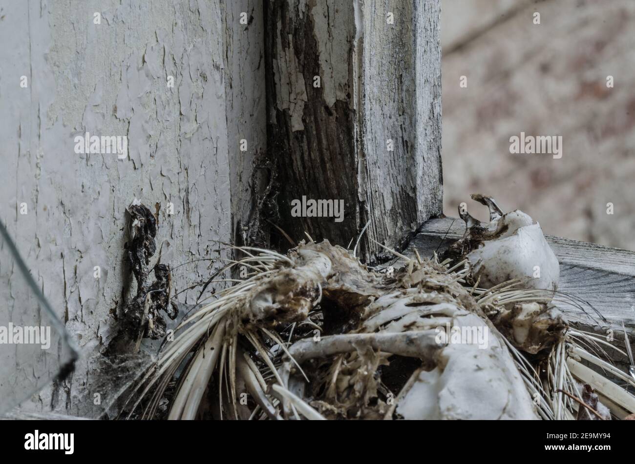 dead bird bones at the window of old house Stock Photo - Alamy