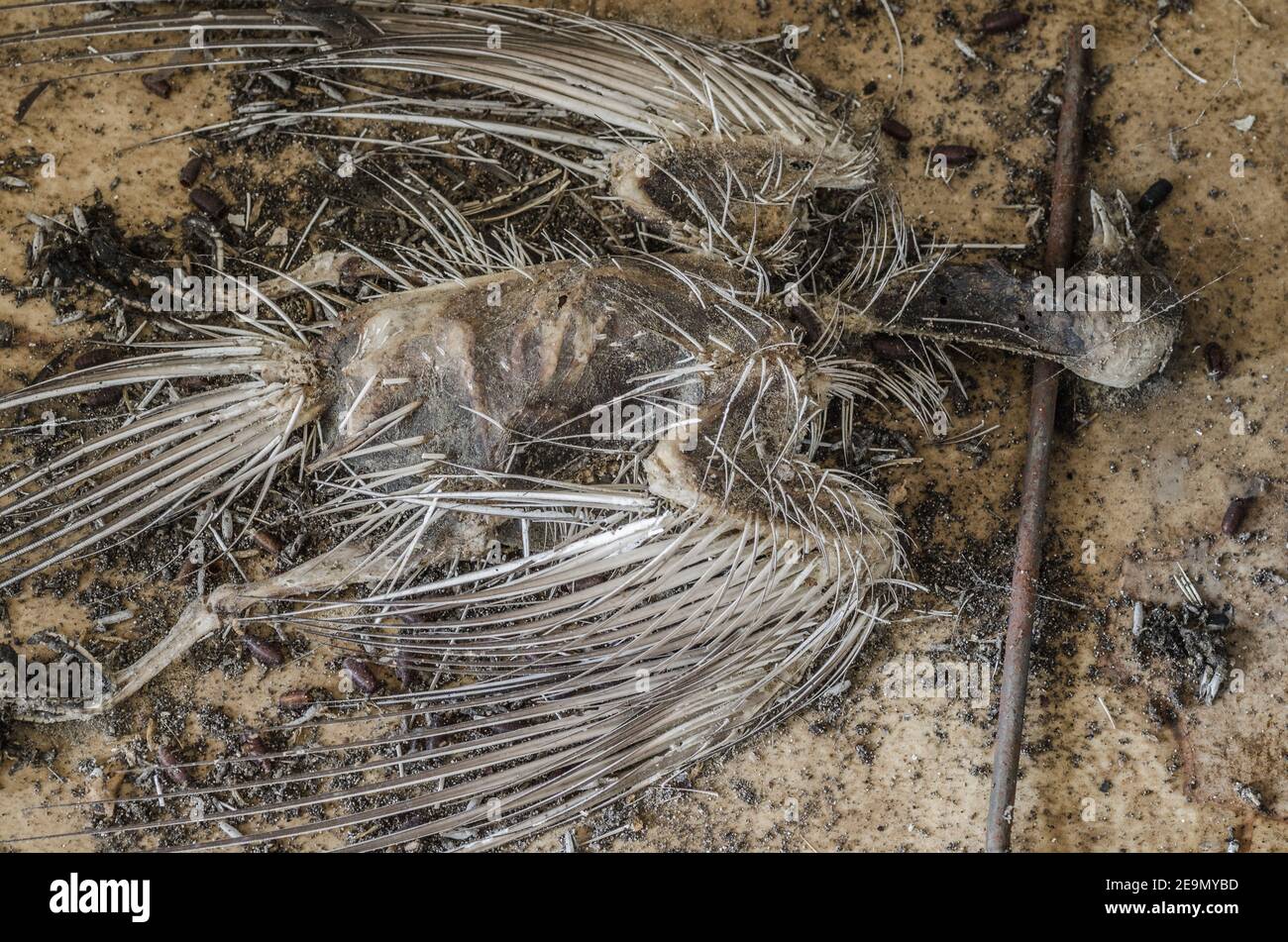 dead bird bones on the ground Stock Photo - Alamy