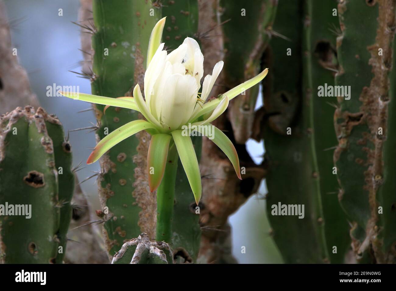 white mandacaru flower (Cereus jamacaru) with cactus in the background ...