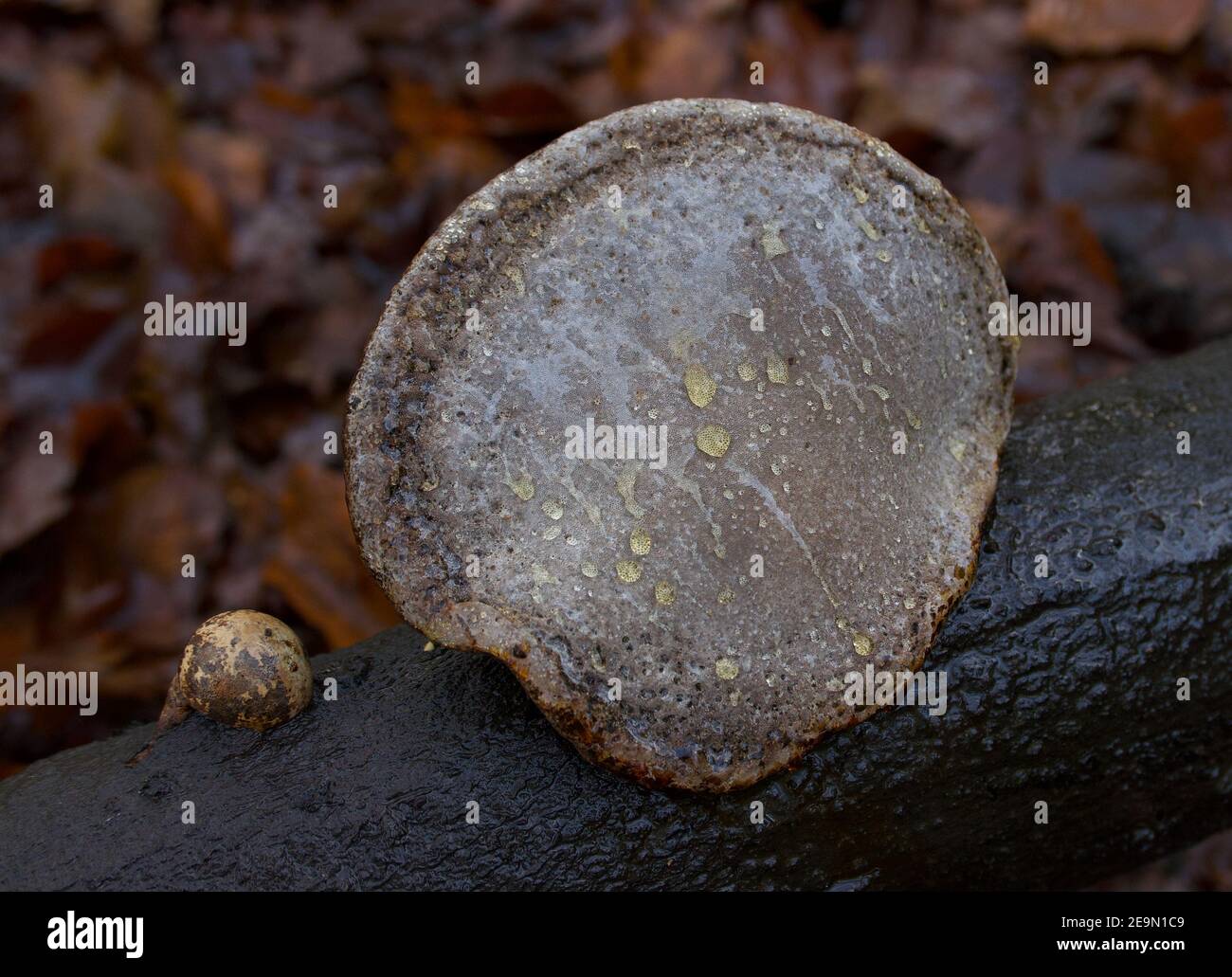 Round brown sweaty tree fungus with autumn leaves in background Stock ...