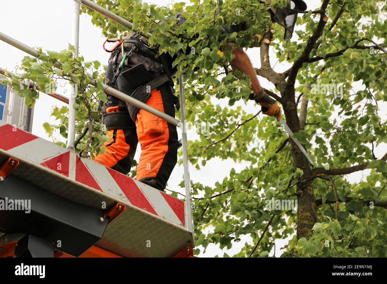 Workers on the working platform during tree cutting or tree maintenance ...