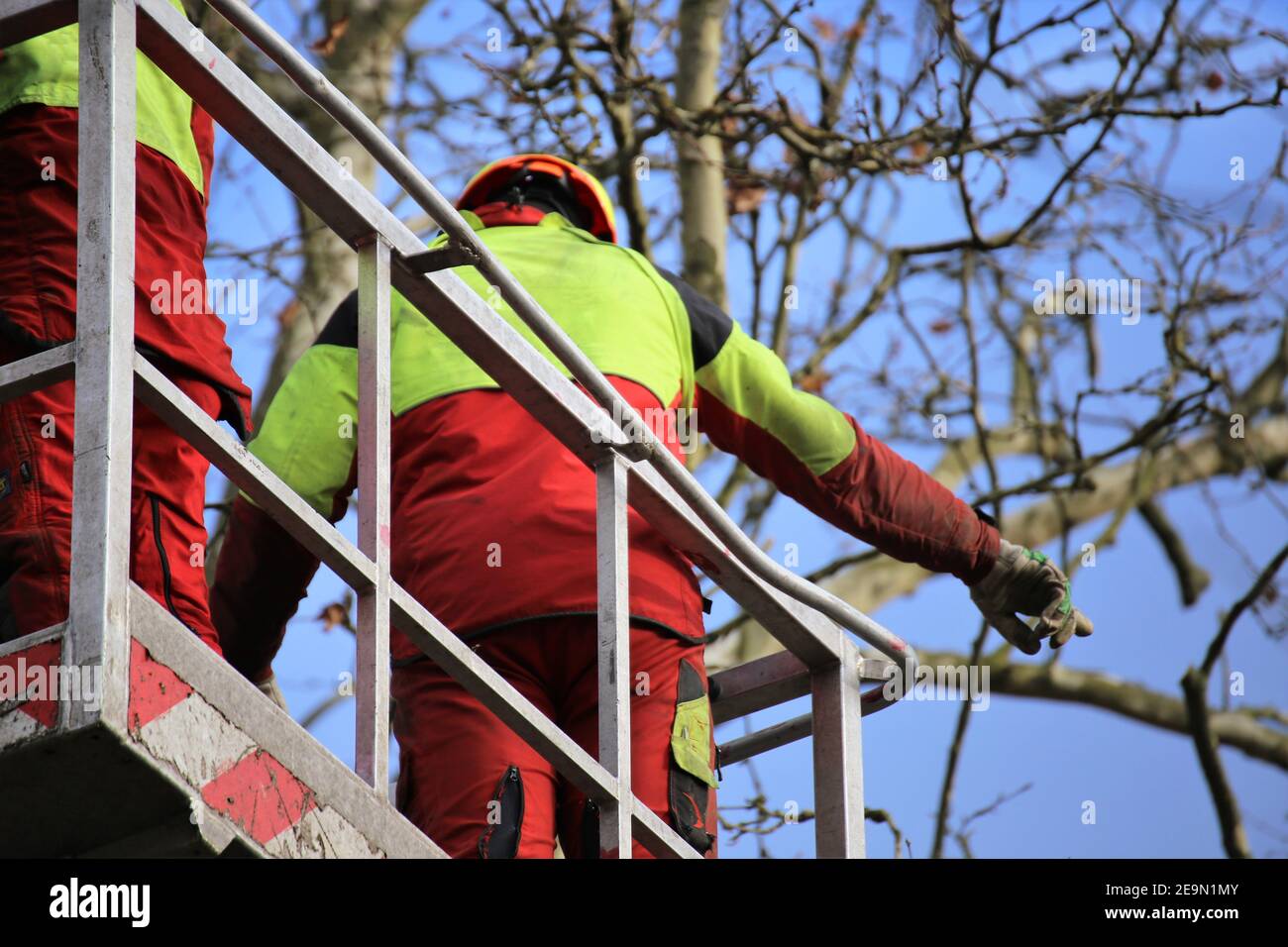 Workers on the working platform during tree cutting or tree maintenance ...