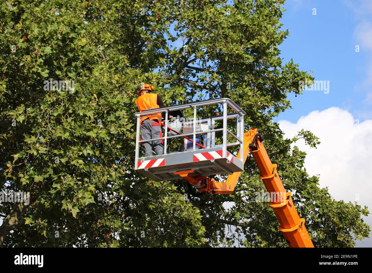 Workers on the working platform during tree cutting or tree maintenance ...