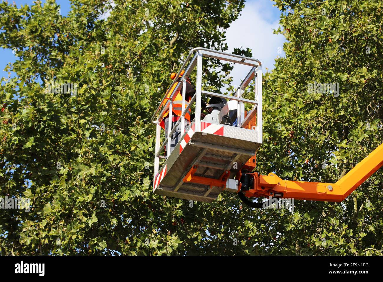 Workers on the working platform during tree cutting or tree maintenance ...