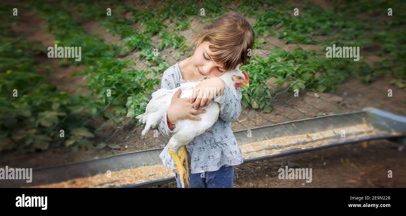 Bio chickens on a home farm a children Stock Photo - Alamy
