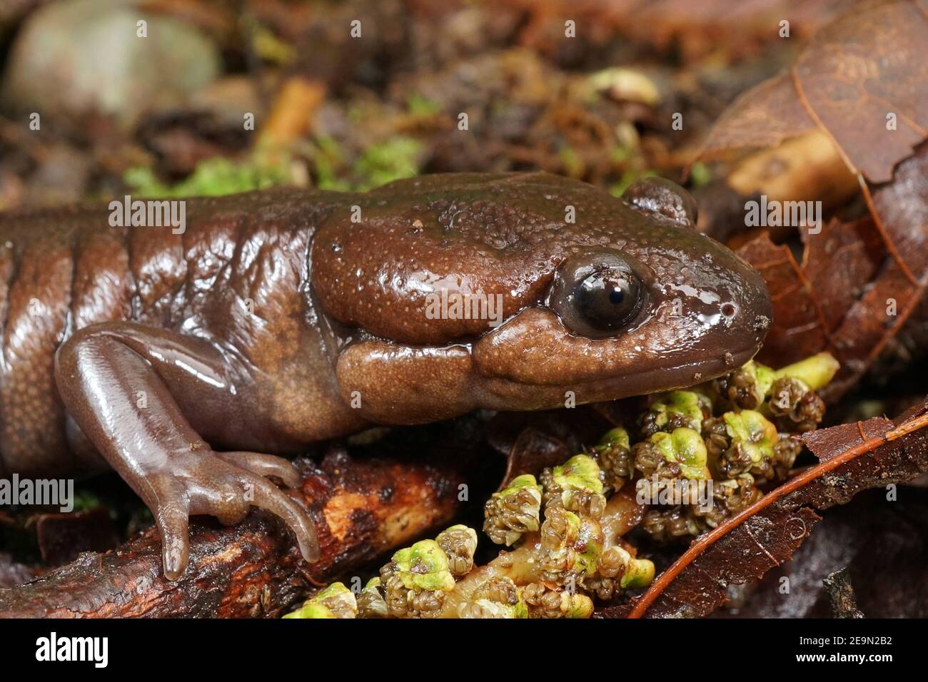 Newt amphibian ambystomatidae hi-res stock photography and images - Alamy