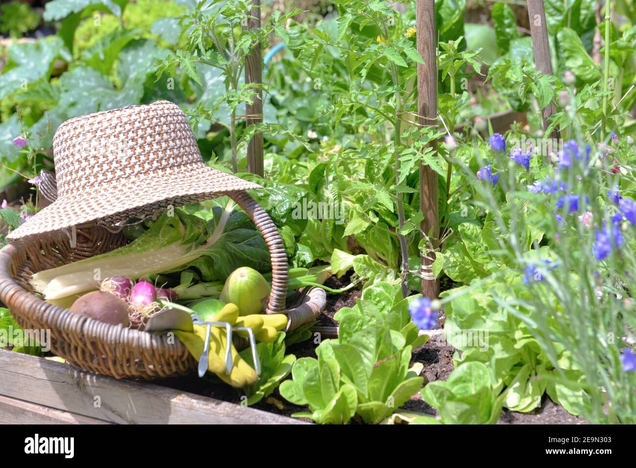 wicker hat put on a basket with fresh vegetables in a little vegetable ...