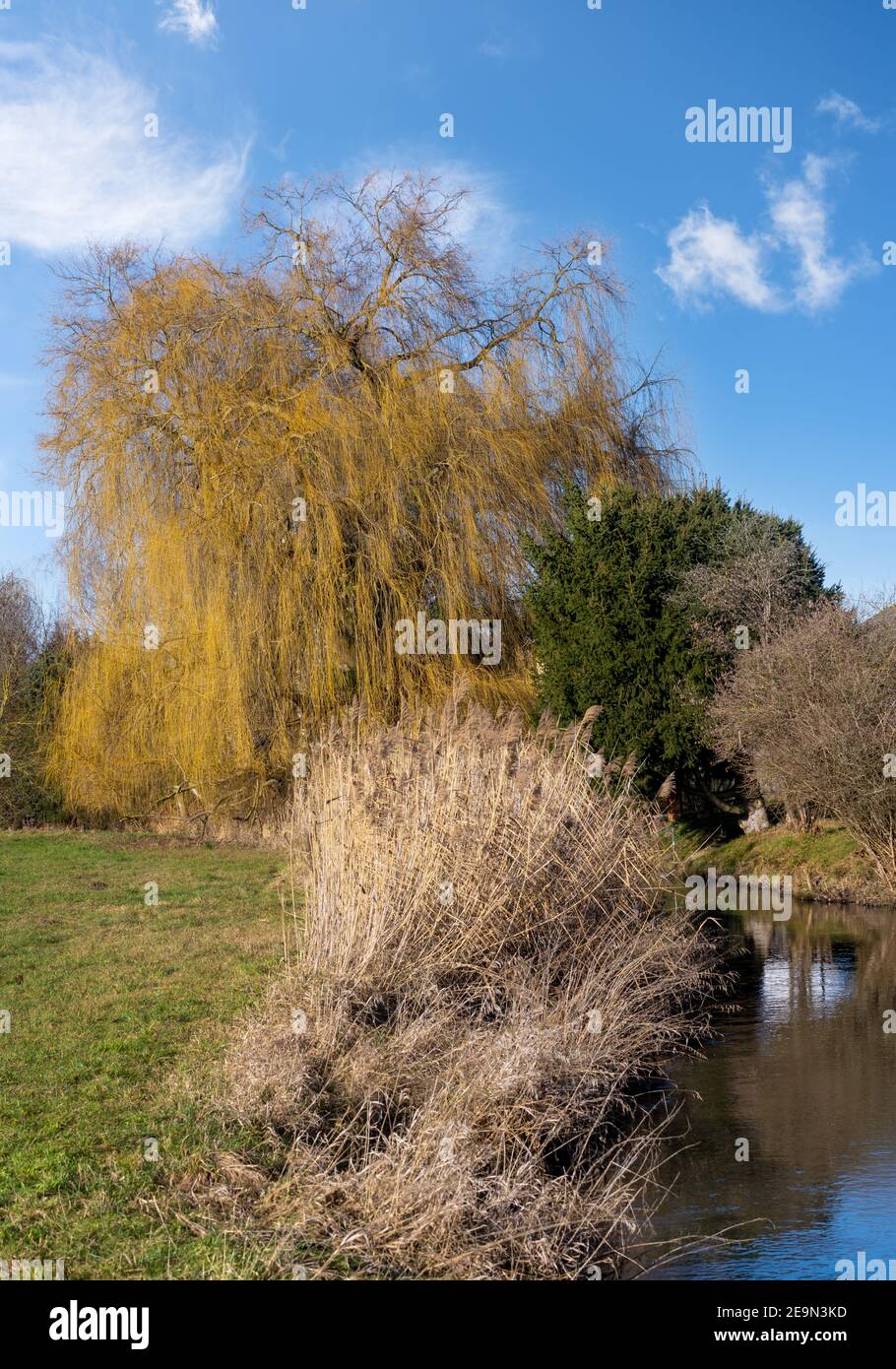 Landscape with a weeping willow tree in Bavaria (Germany Stock Photo ...