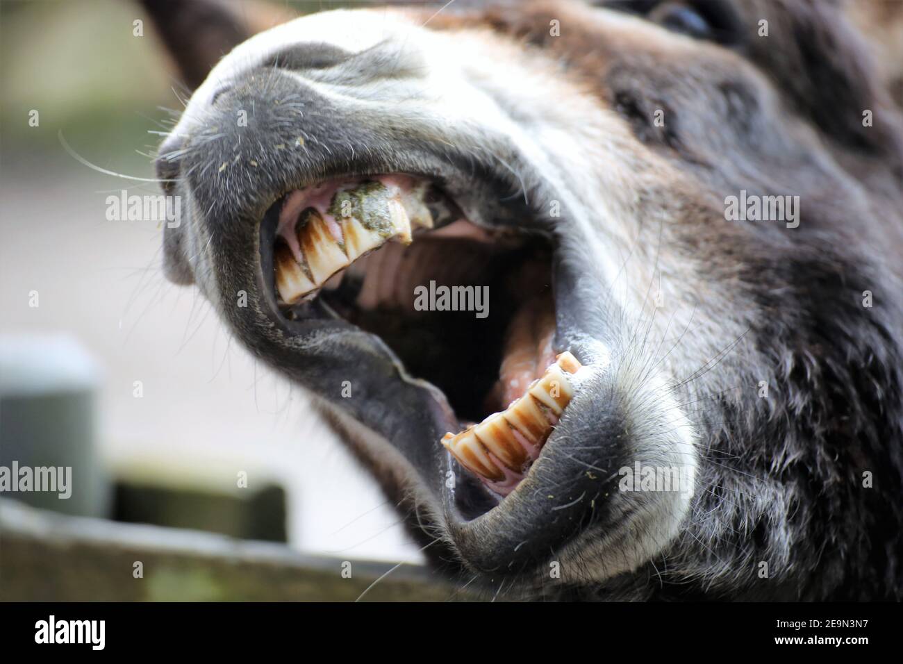 Close up donkey mouth teeth hi-res stock photography and images - Alamy