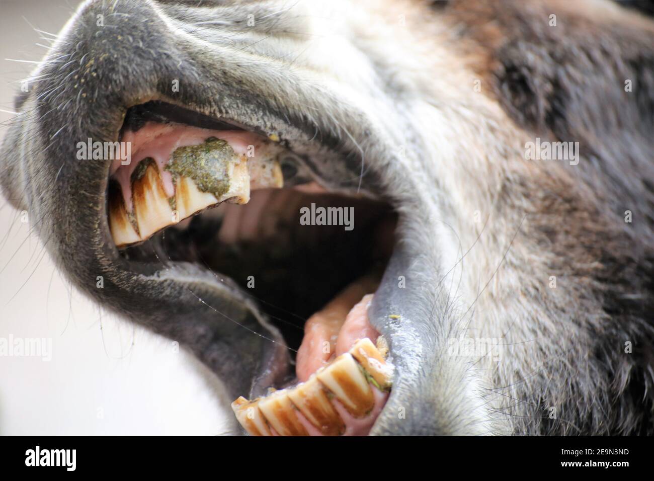 Close up donkey mouth teeth hi-res stock photography and images - Alamy