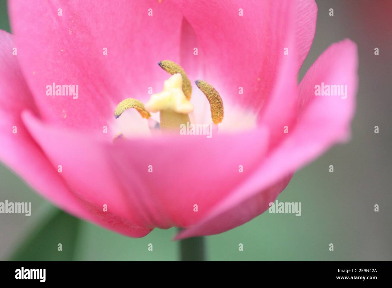 Macro tulips hi-res stock photography and images - Alamy