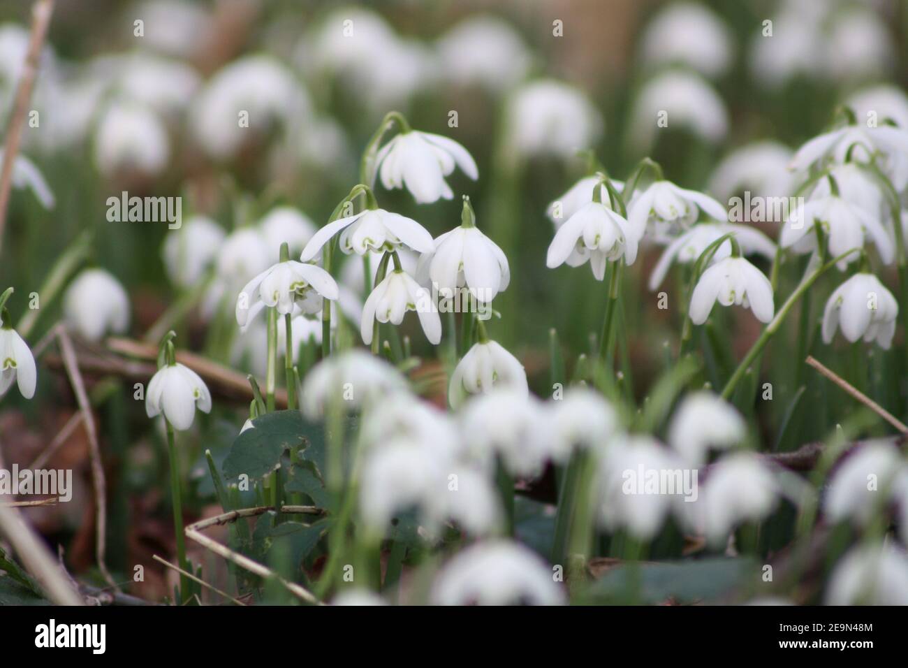 Snowdrops in march hi-res stock photography and images - Alamy