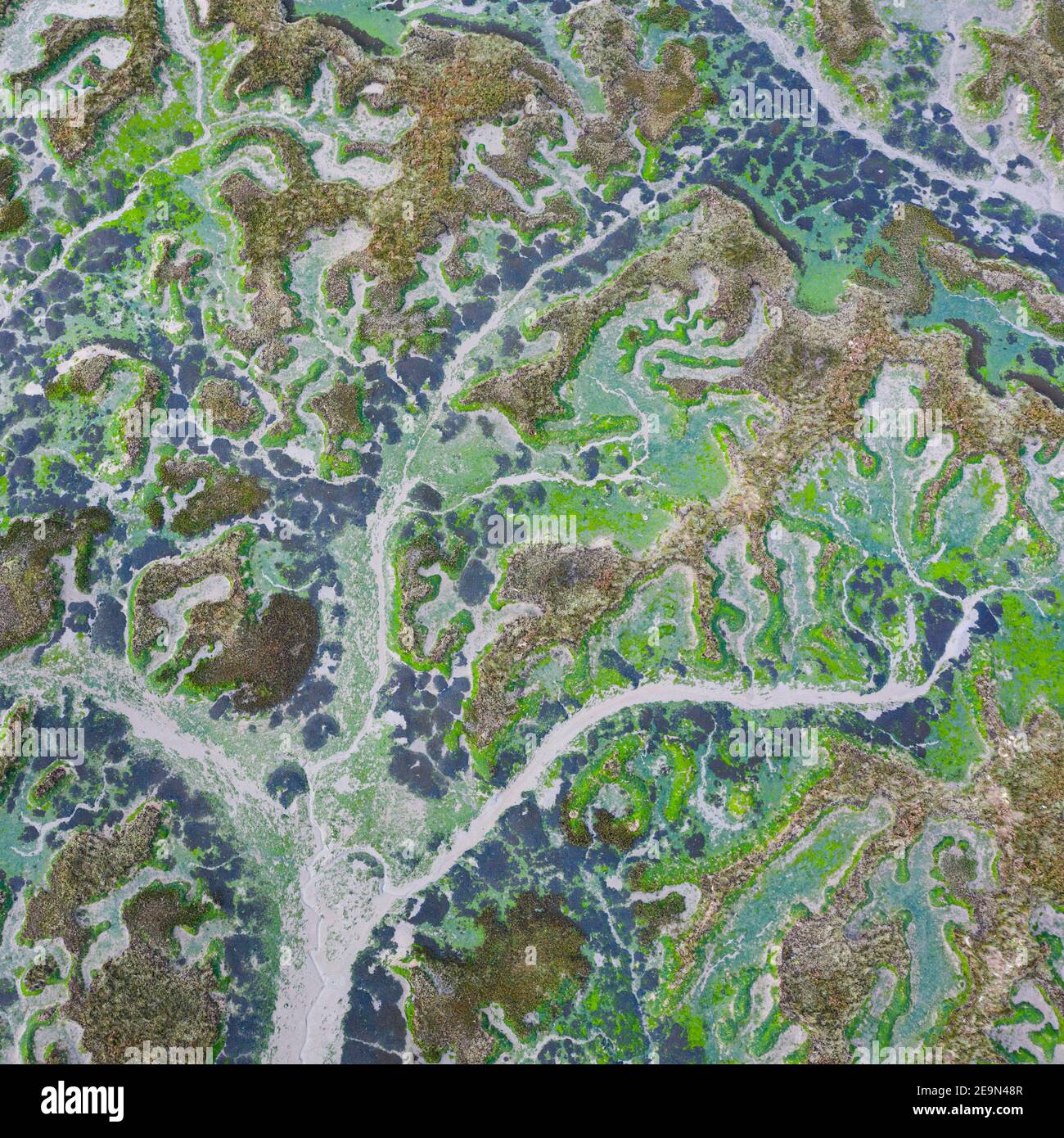 Tidal Marsh, Tidal Wetland (MARISMA), Low Tide, Marismas de Santoña ...