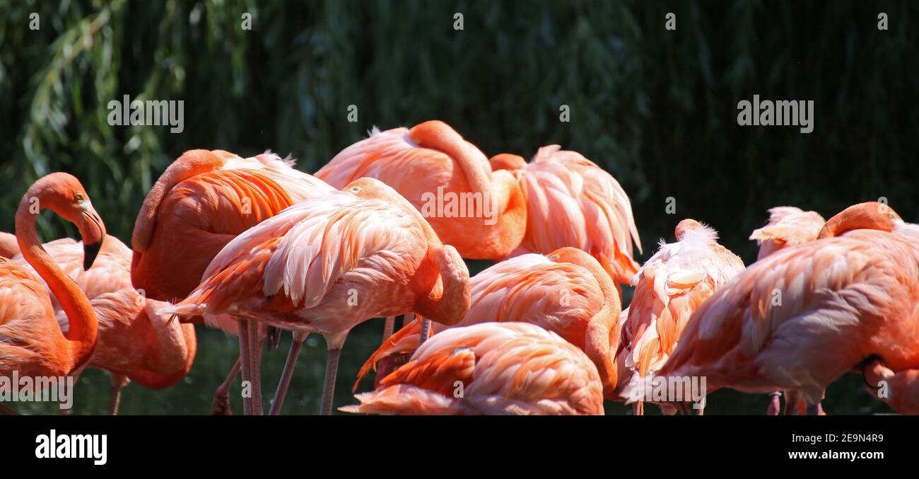 Rose coloured flamingos hi-res stock photography and images - Alamy