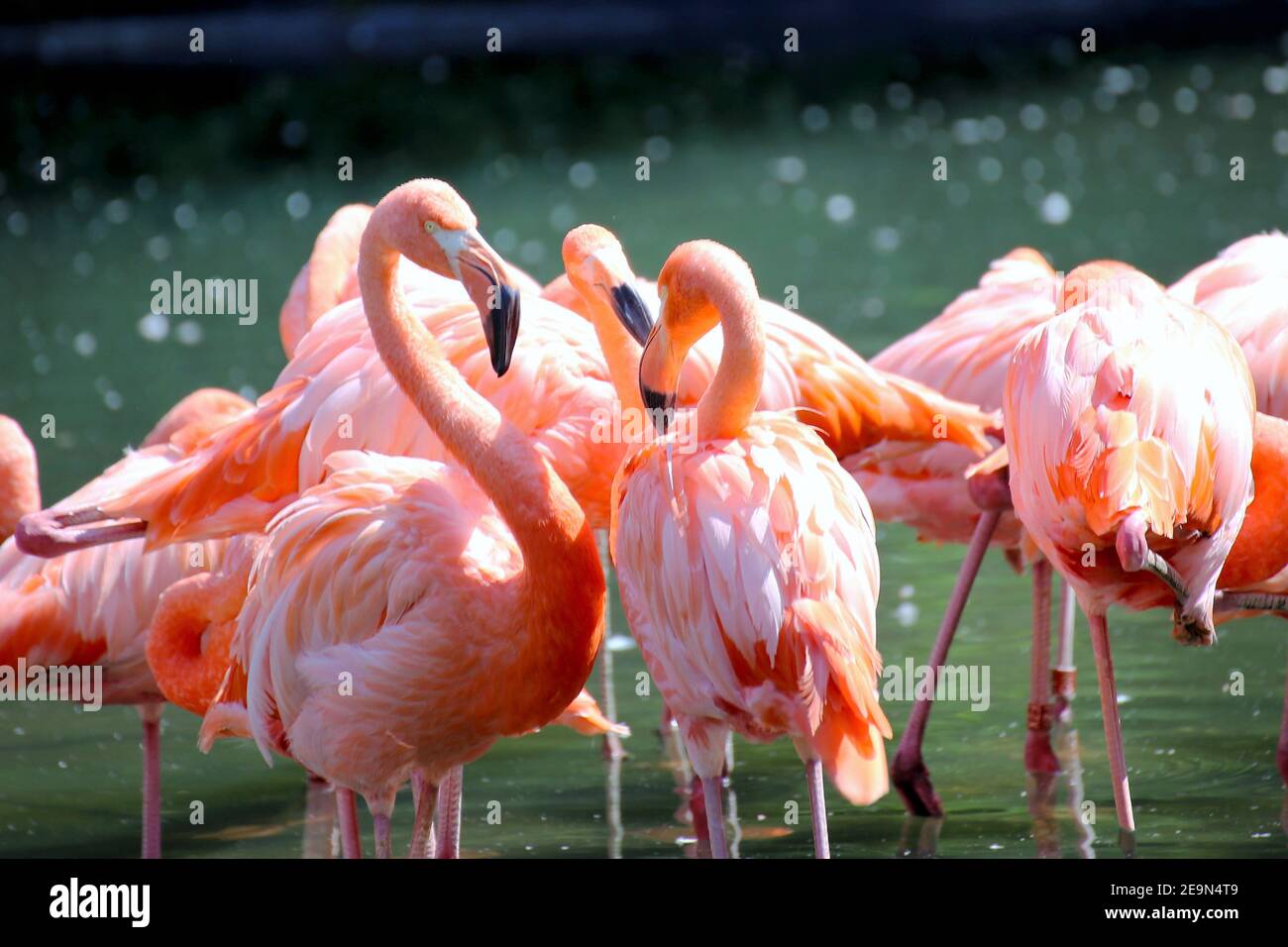 Rose coloured flamingos hi-res stock photography and images - Alamy
