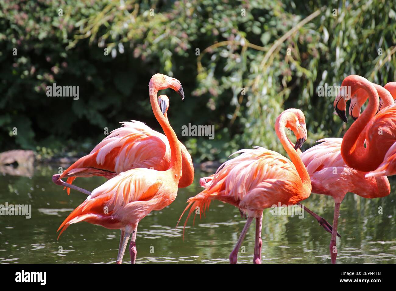 Rose coloured flamingos hi-res stock photography and images - Alamy