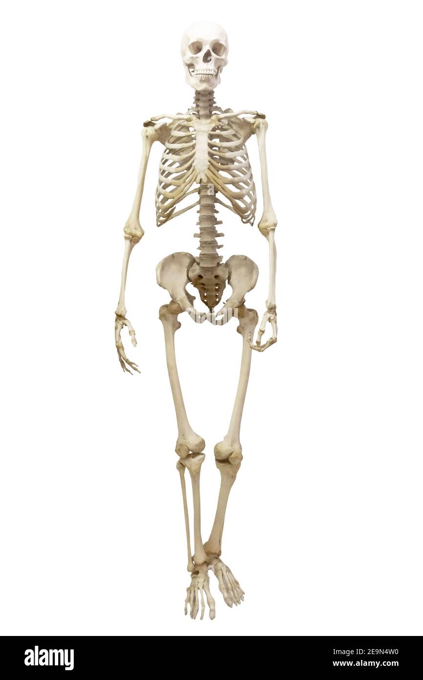 Human anatomy full body skeletal hi-res stock photography and images ...