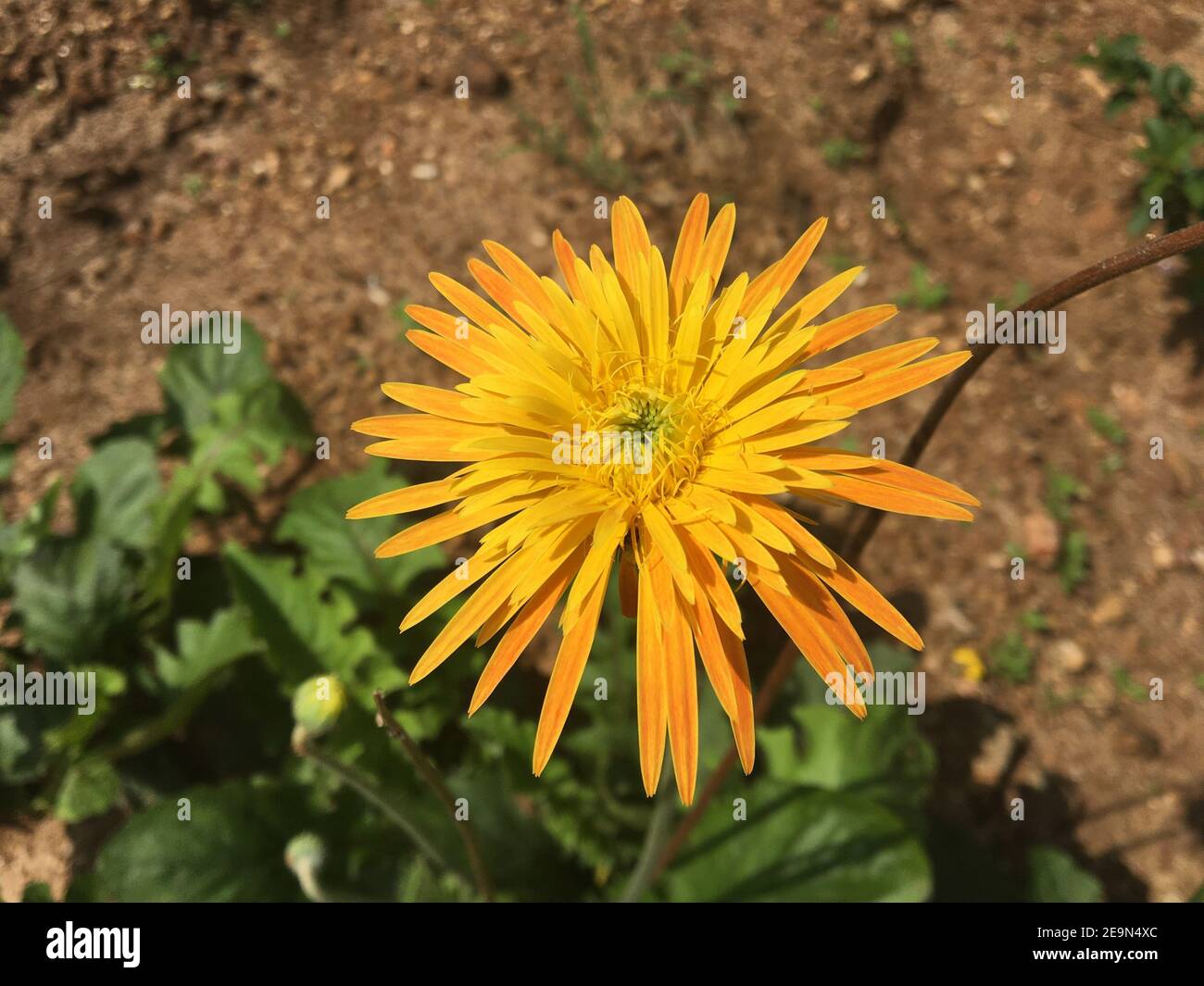Closeup shot of a blooming orange flower in the greenery Stock Photo ...