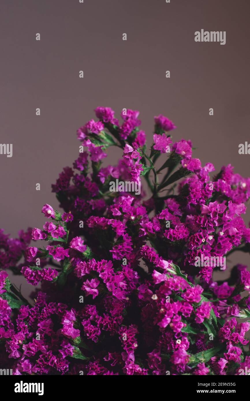Statice Latifolia High Resolution Stock Photography and Images - Alamy
