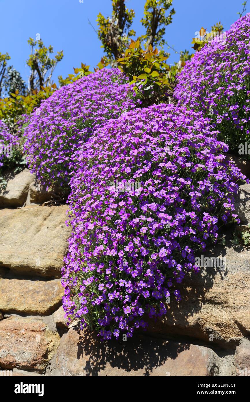 Purple rock cress (Aubrieta deltoidea Stock Photo - Alamy