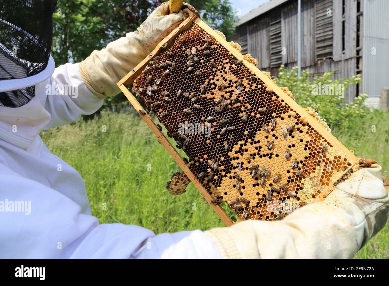 Beekeeper works on his beehive Stock Photo - Alamy