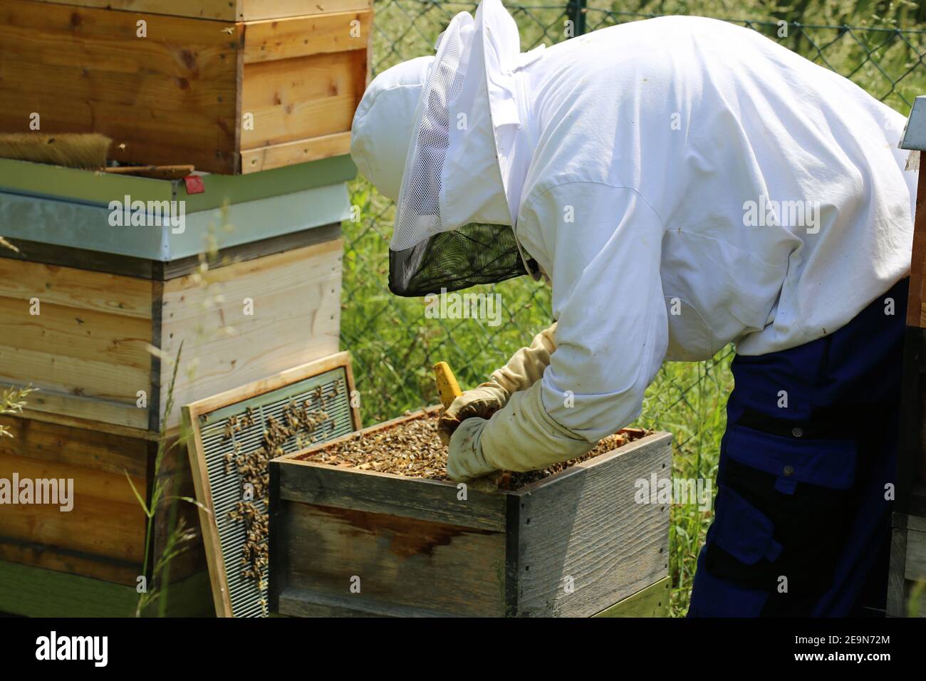 Beekeeper works on his beehive Stock Photo - Alamy