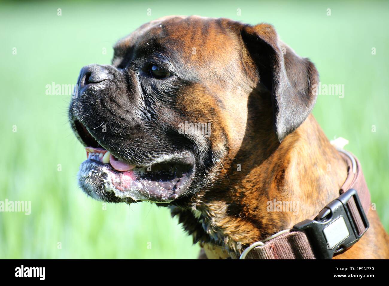 German Boxer dog Stock Photo - Alamy