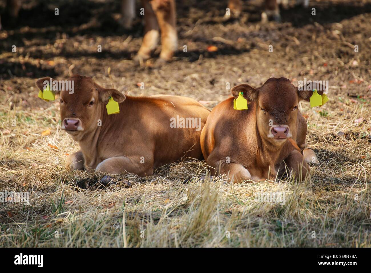 Two calves on a meadow Stock Photo - Alamy