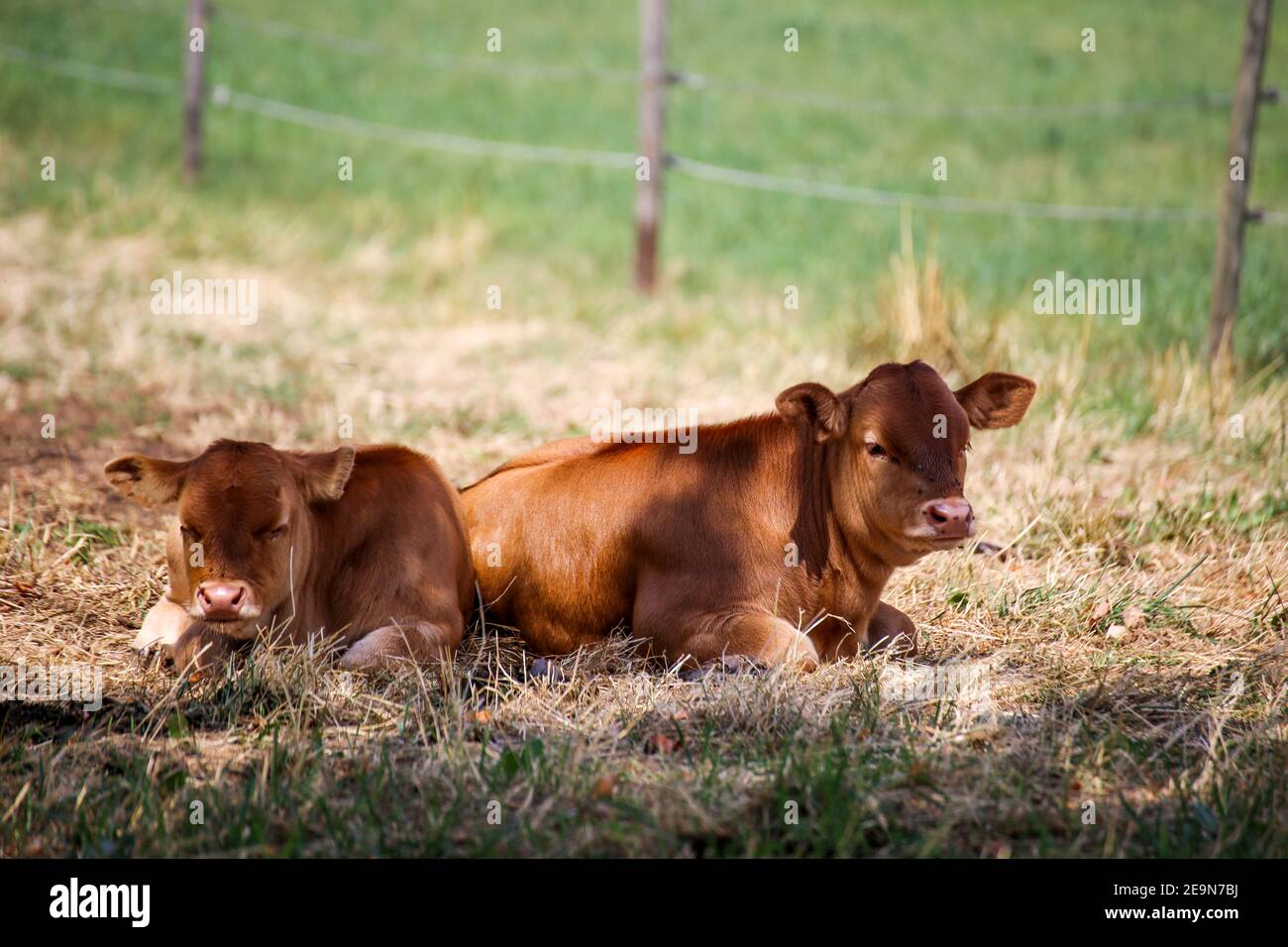 Two calves on a meadow Stock Photo - Alamy