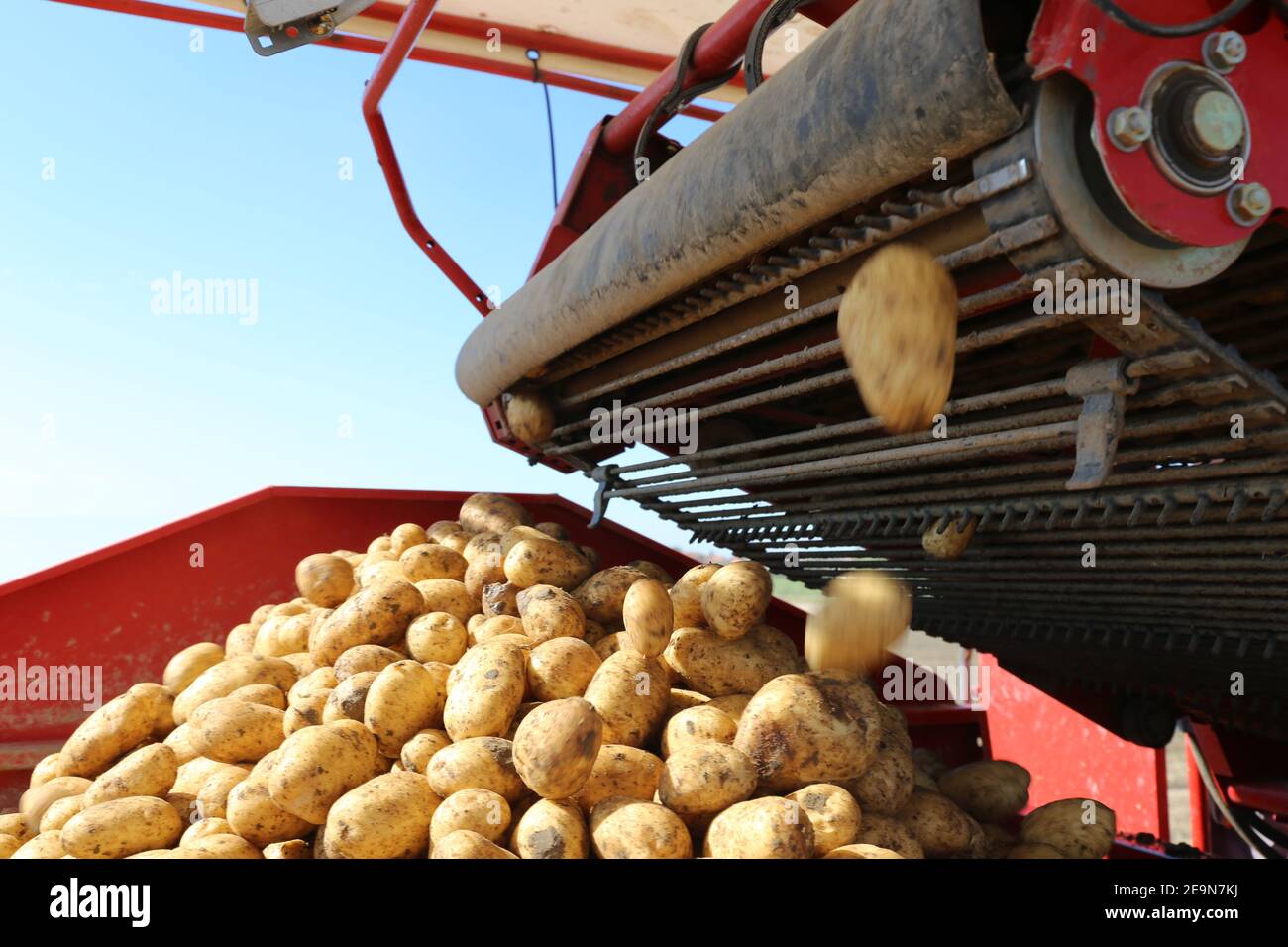 Agricultural potato harvest with harvester Stock Photo - Alamy