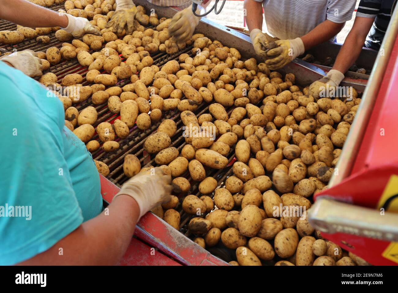 Agricultural potato harvest with harvester Stock Photo - Alamy