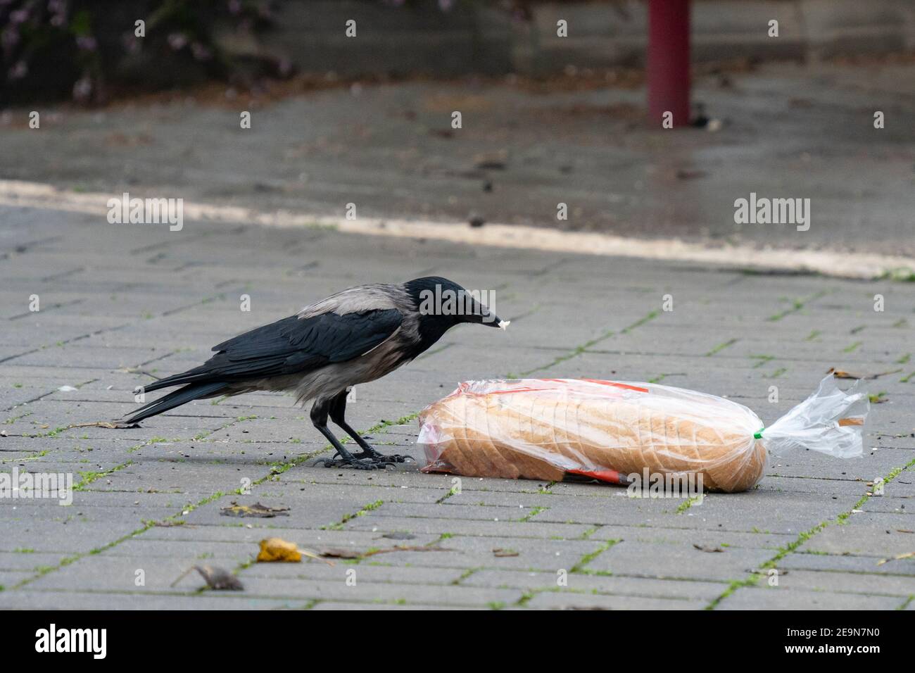 A grey crow enjoying a lost loaf of bread on a city street Stock Photo ...