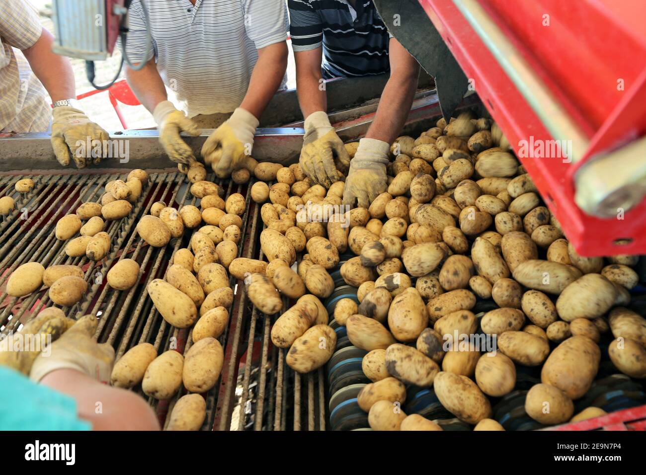 Agricultural potato harvest with harvester Stock Photo - Alamy