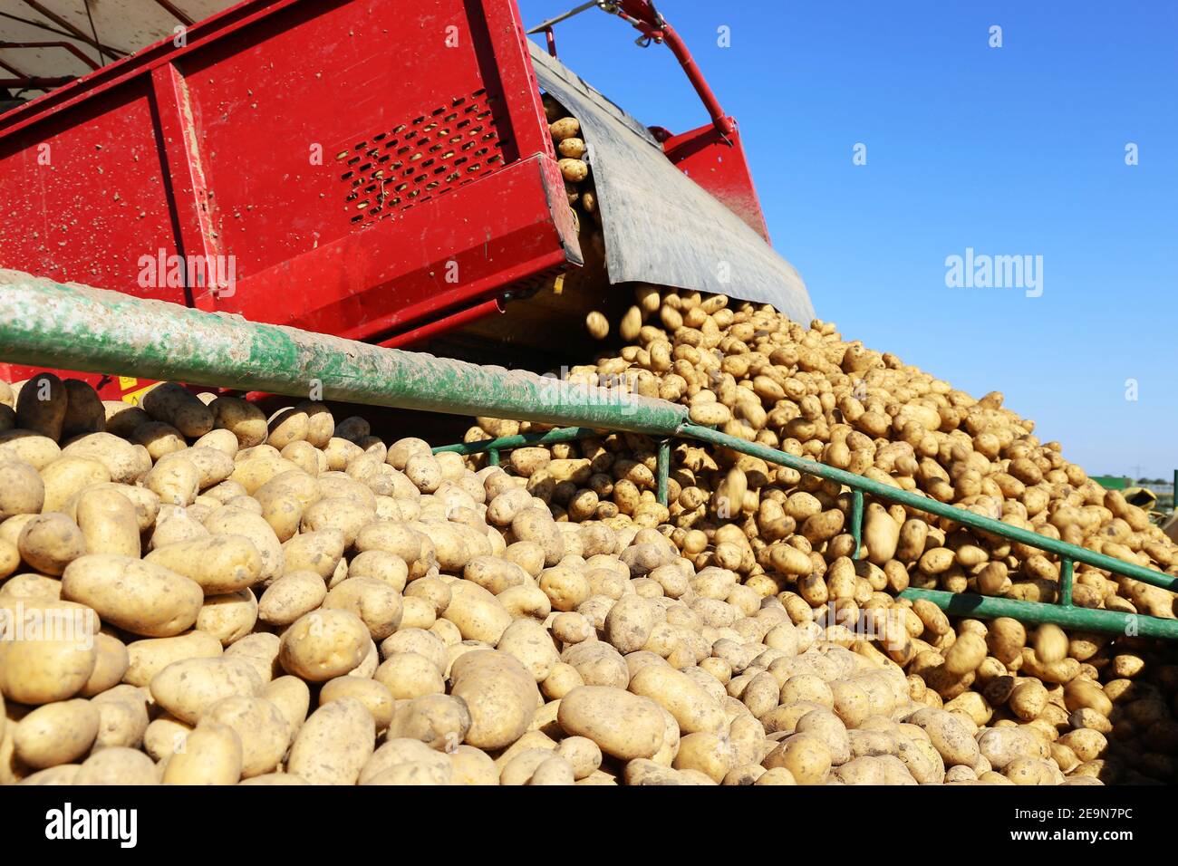Agricultural potato harvest with harvester Stock Photo - Alamy