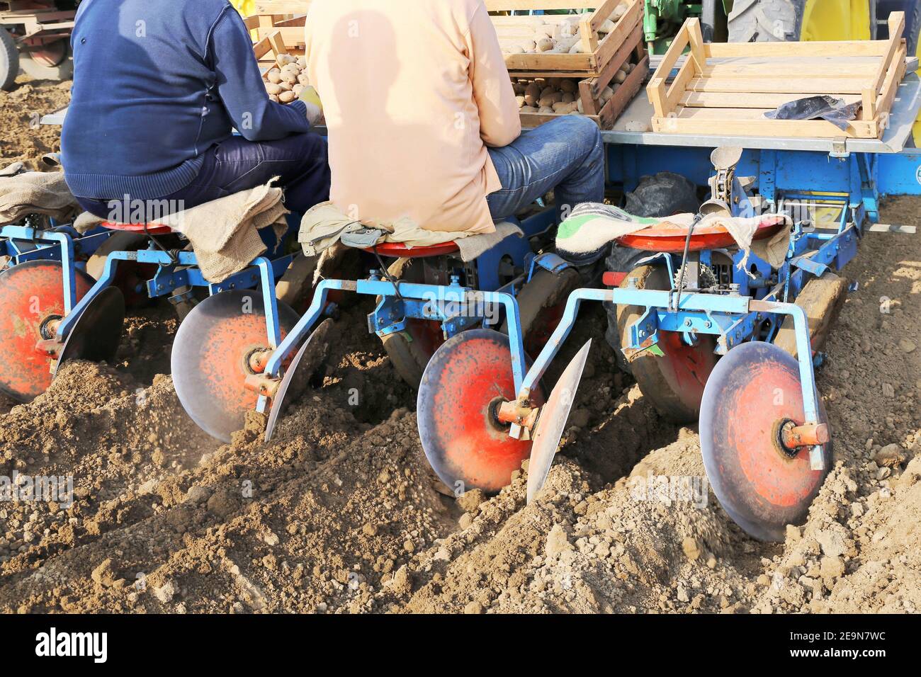 Agricultural potato cultivation or potato plants Stock Photo - Alamy