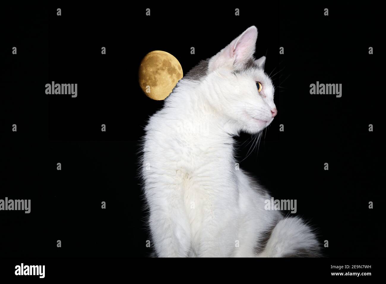 Domestic cat at moonlight Stock Photo - Alamy