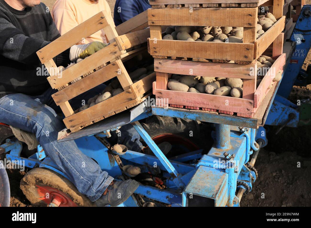 Agricultural potato cultivation or potato plants Stock Photo - Alamy