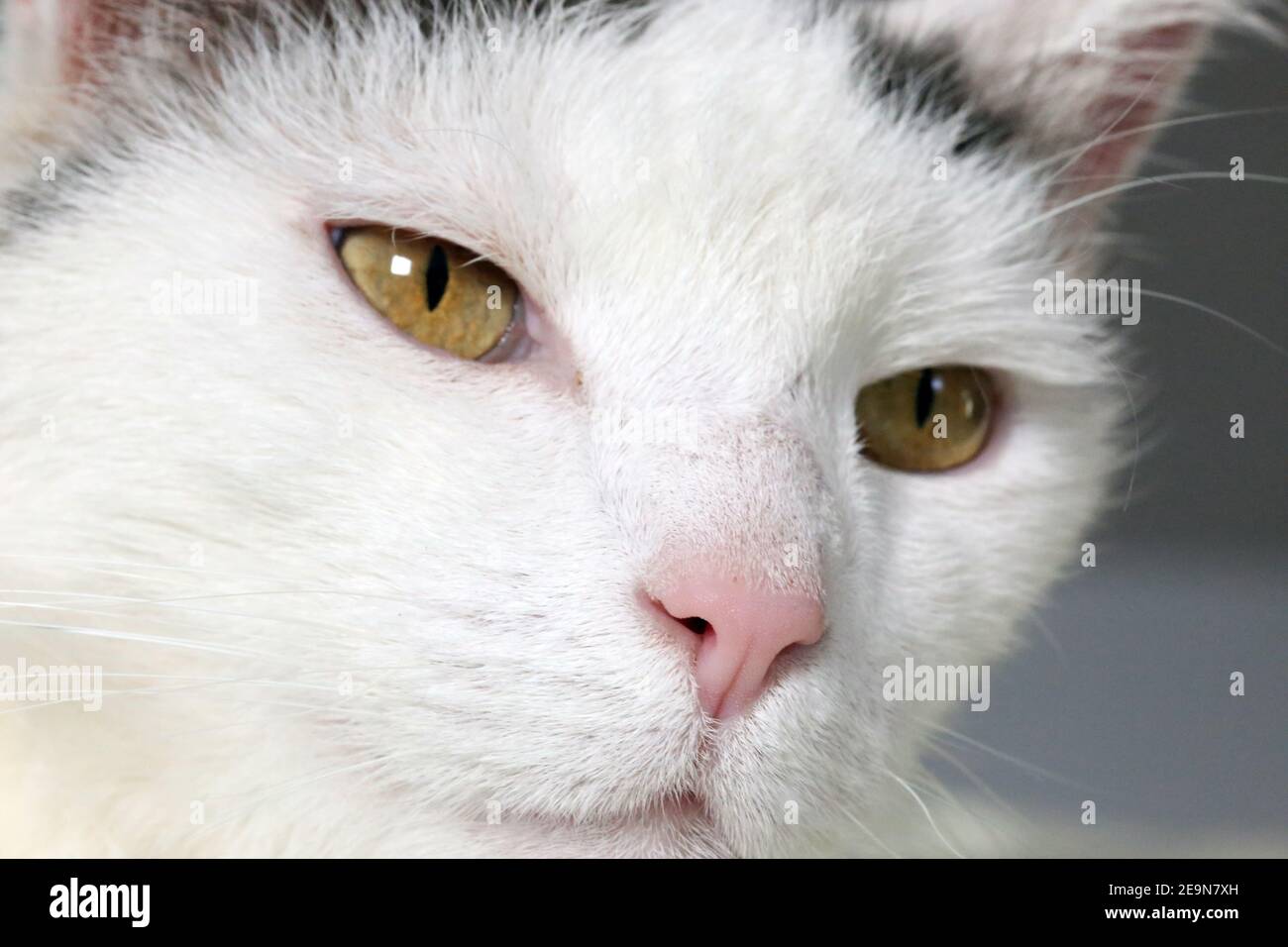 Dear grey eyes hi-res stock photography and images - Alamy