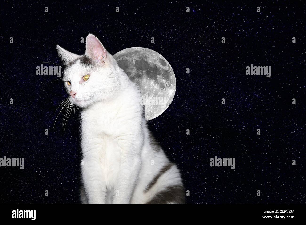 Domestic cat at moonlight Stock Photo - Alamy