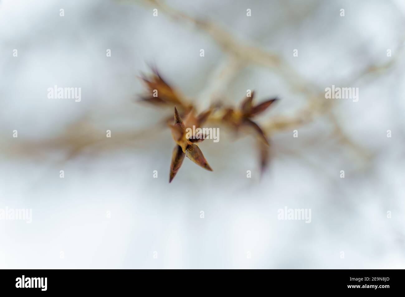 Budding tree branches hi-res stock photography and images - Alamy